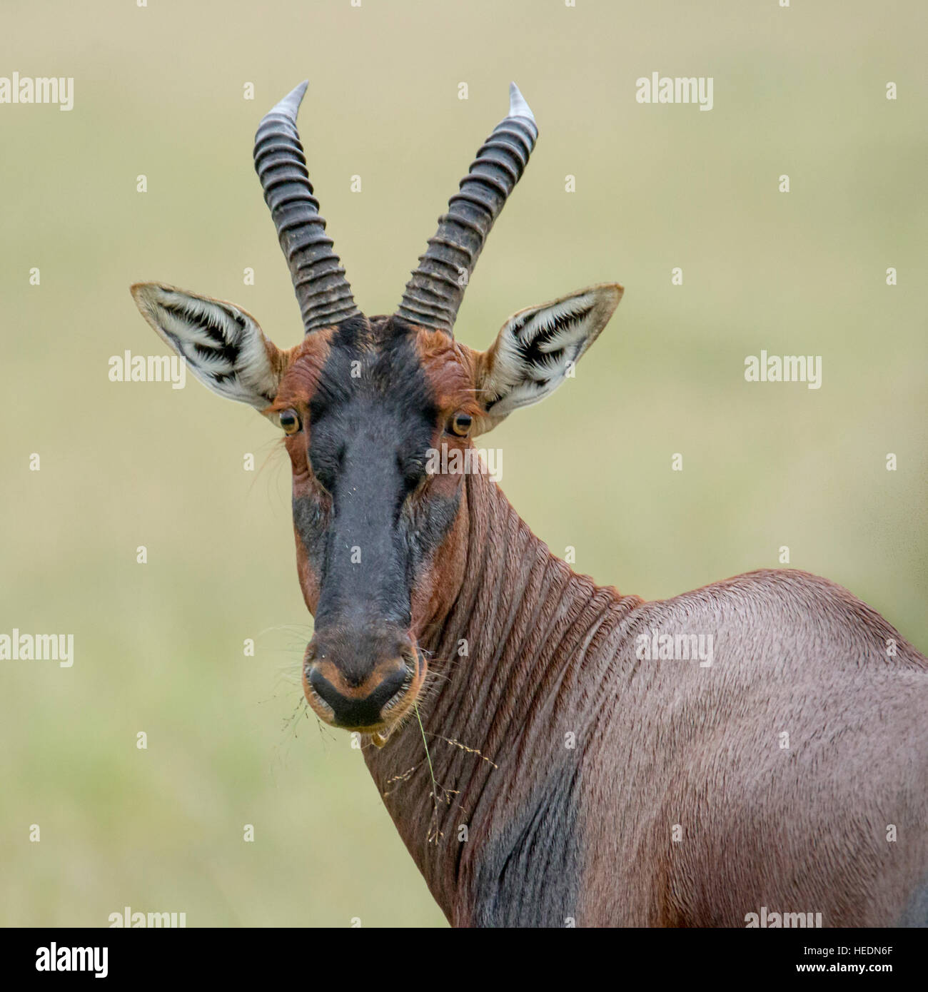 African Topi High Resolution Stock Photography and Images - Alamy