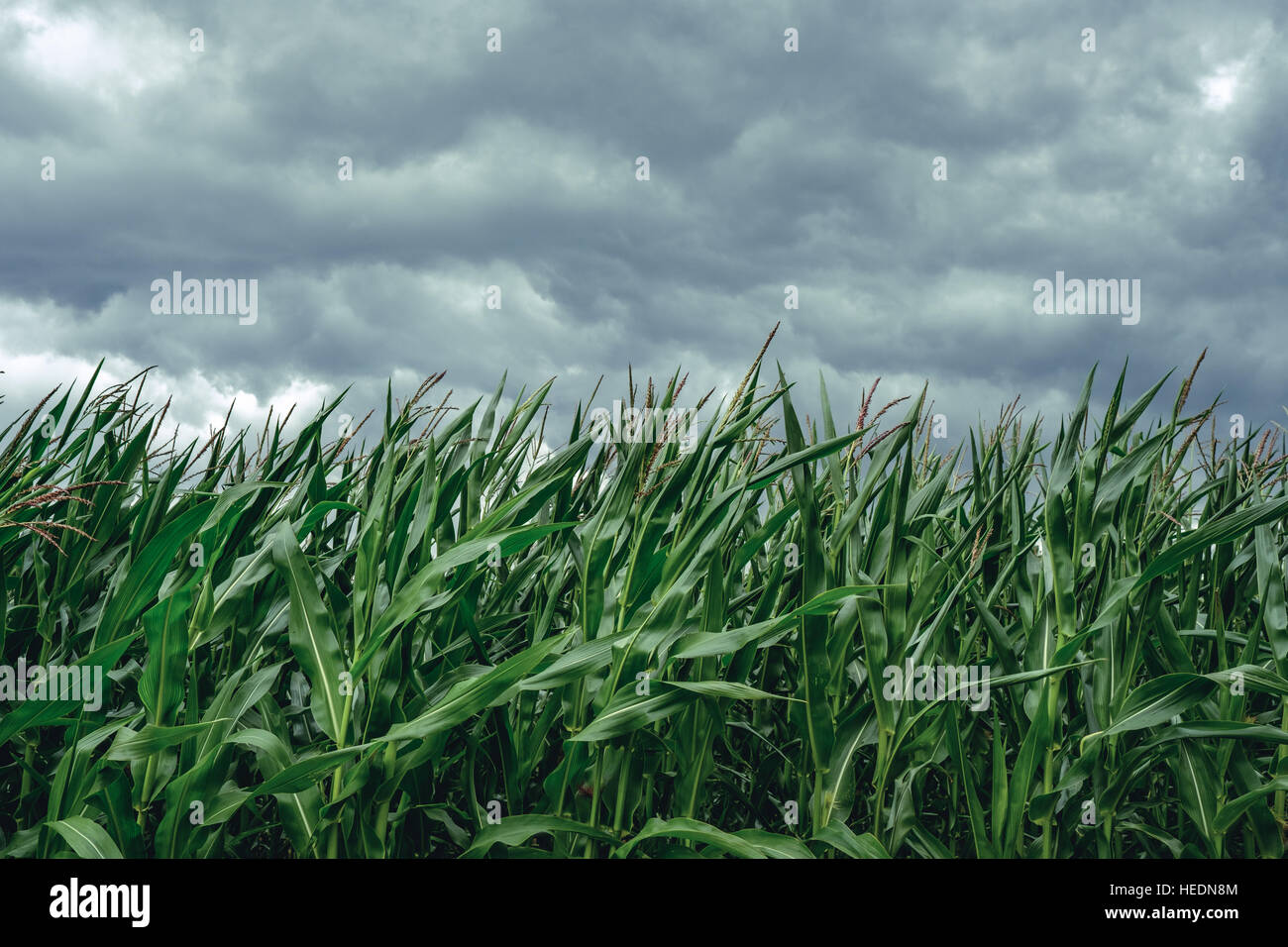 Field corn moved wind on hi-res stock photography and images - Alamy