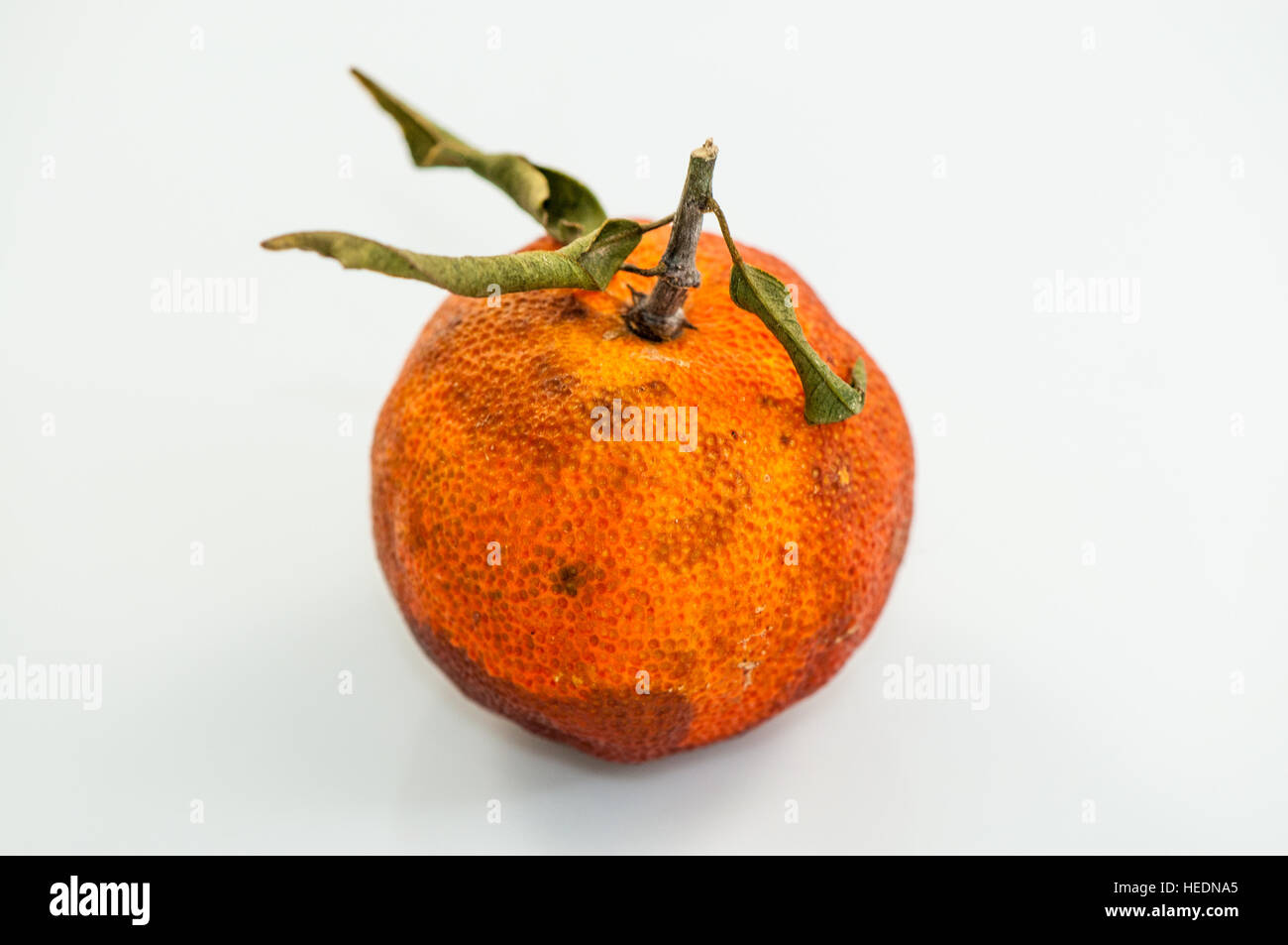 Mandarin overripe over a white background Stock Photo - Alamy