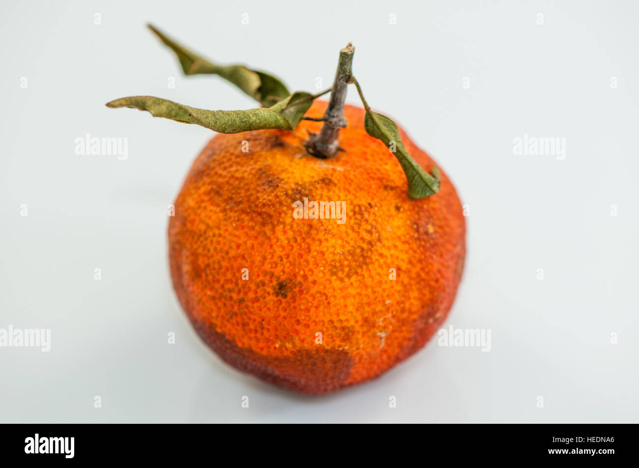 Mandarin overripe over a white background Stock Photo - Alamy
