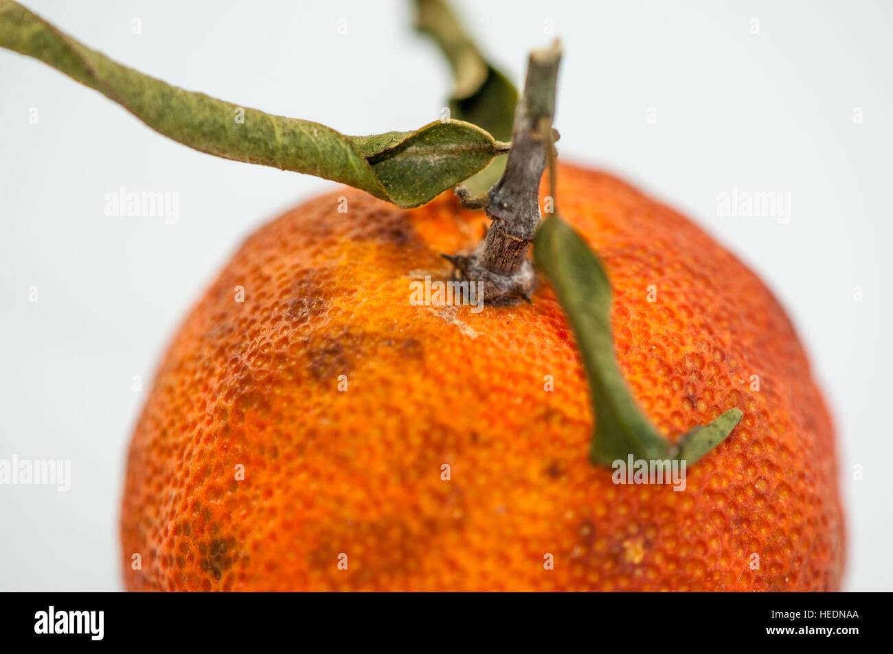 Mandarin overripe over a white background Stock Photo - Alamy