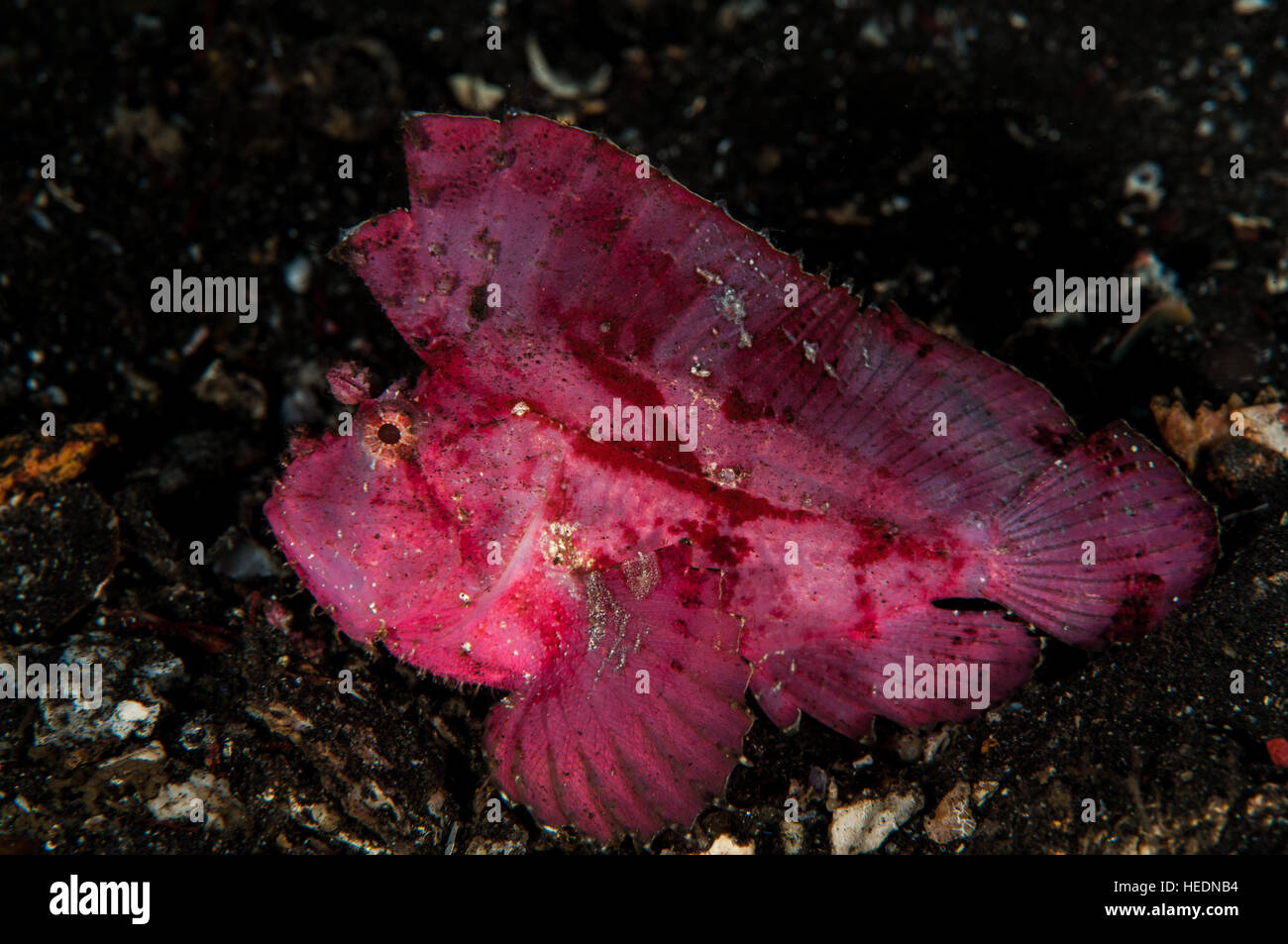 scorpionfish in Bali Stock Photo - Alamy
