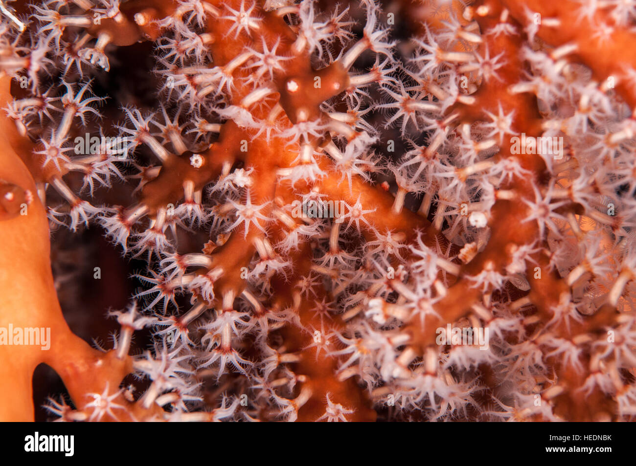 Octocoral in bali Stock Photo - Alamy