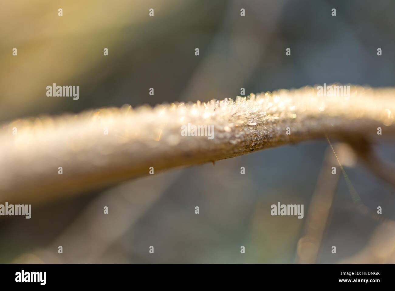 Ice structure on plants. Plants with rime in close up. Natural winter ...