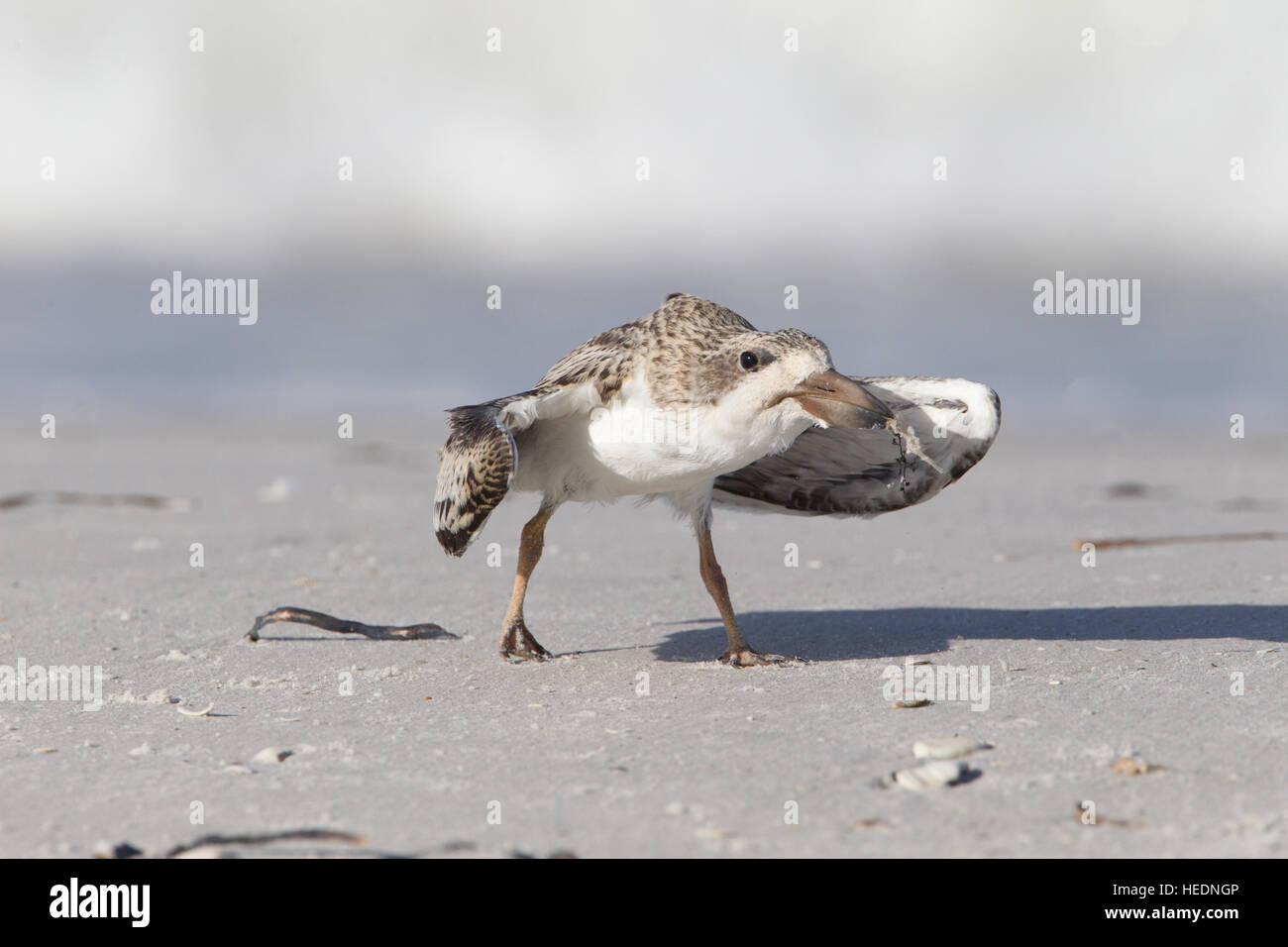 Black Skimmer chick on FL beach Stock Photo - Alamy
