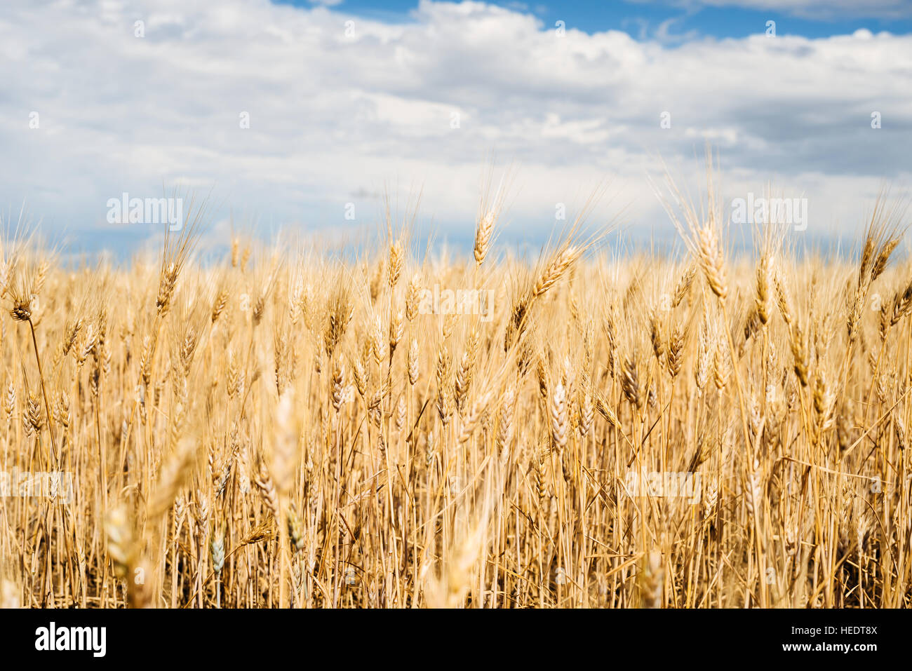 Saskatchewan wheat field hi-res stock photography and images - Alamy