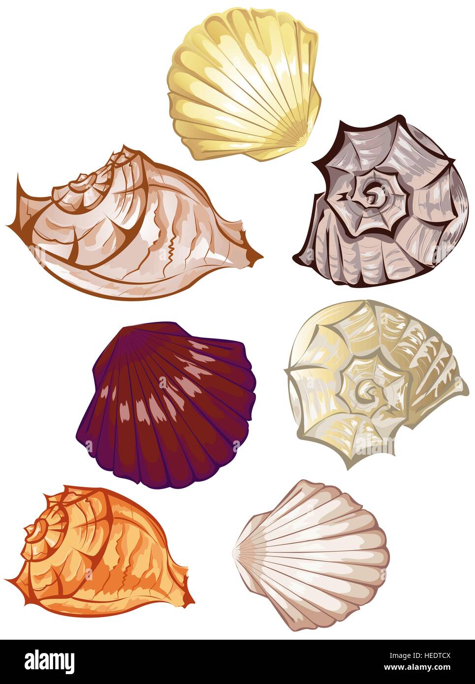 Colorful Shells Clipart Background