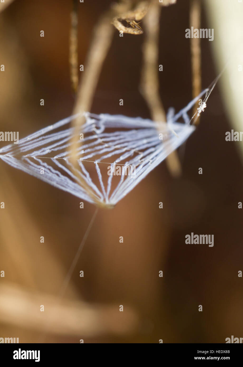 Net casting ogre faced spider Stock Photo - Alamy