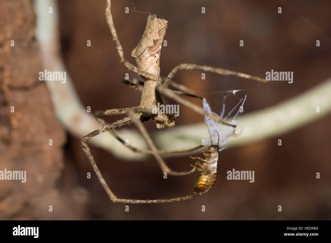 Net casting ogre faced spider Stock Photo - Alamy