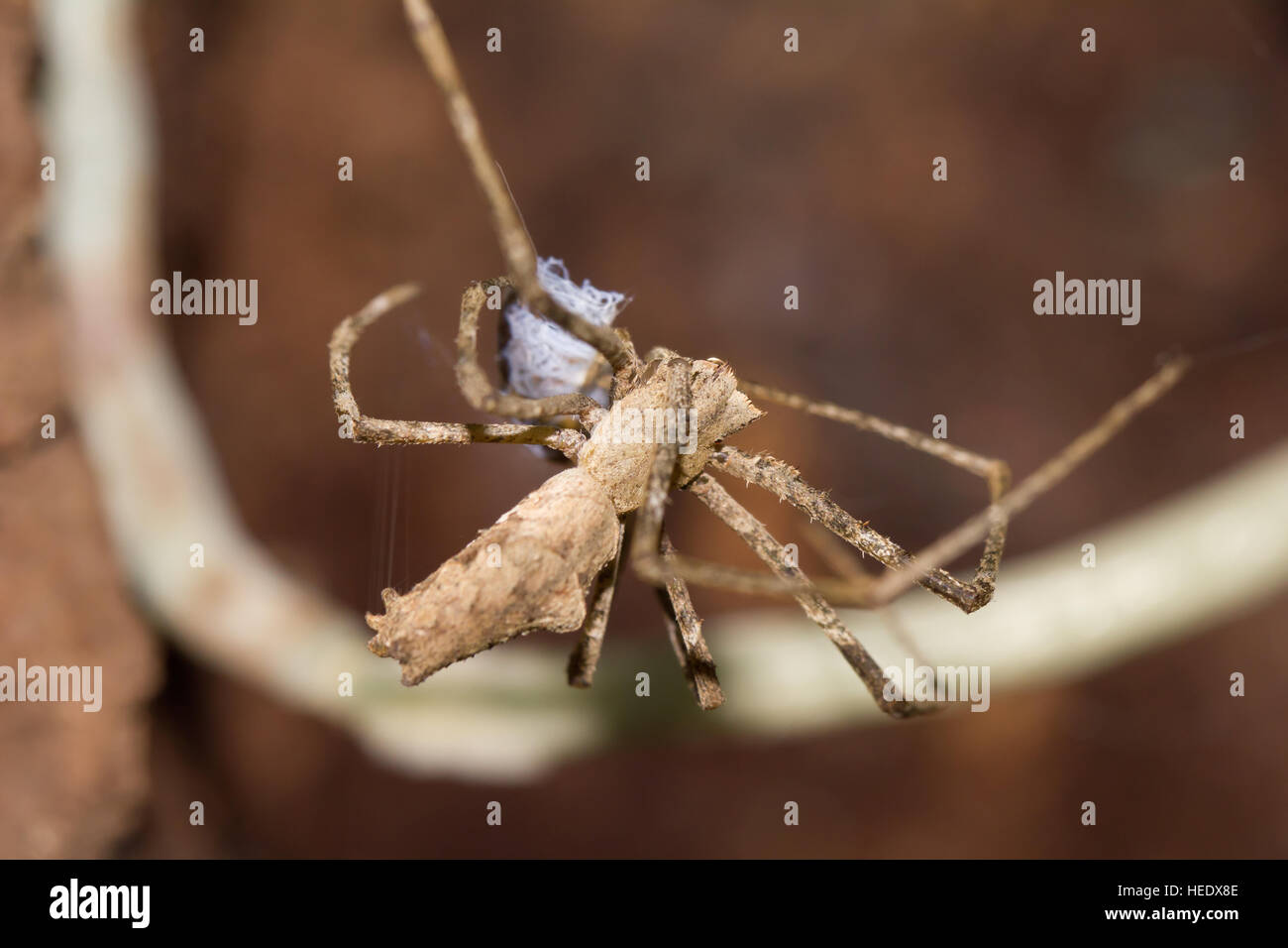 Female net casting spider hi-res stock photography and images - Alamy