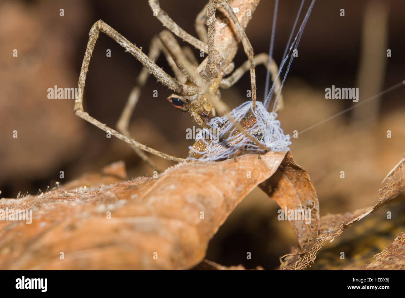 Net casting ogre faced spider Stock Photo - Alamy