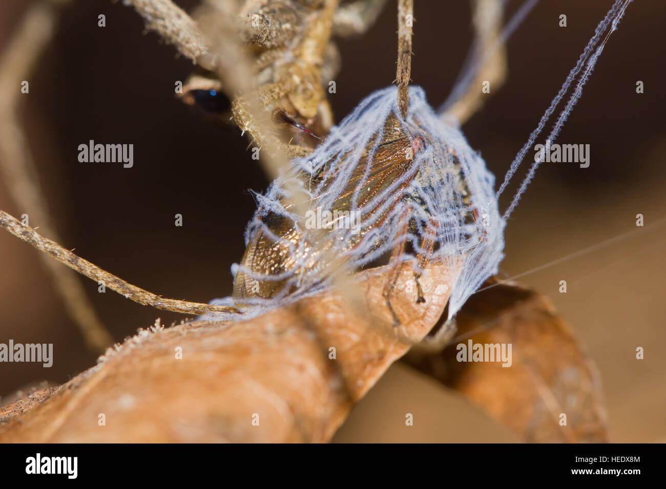 Ogre faced spider hi-res stock photography and images - Alamy
