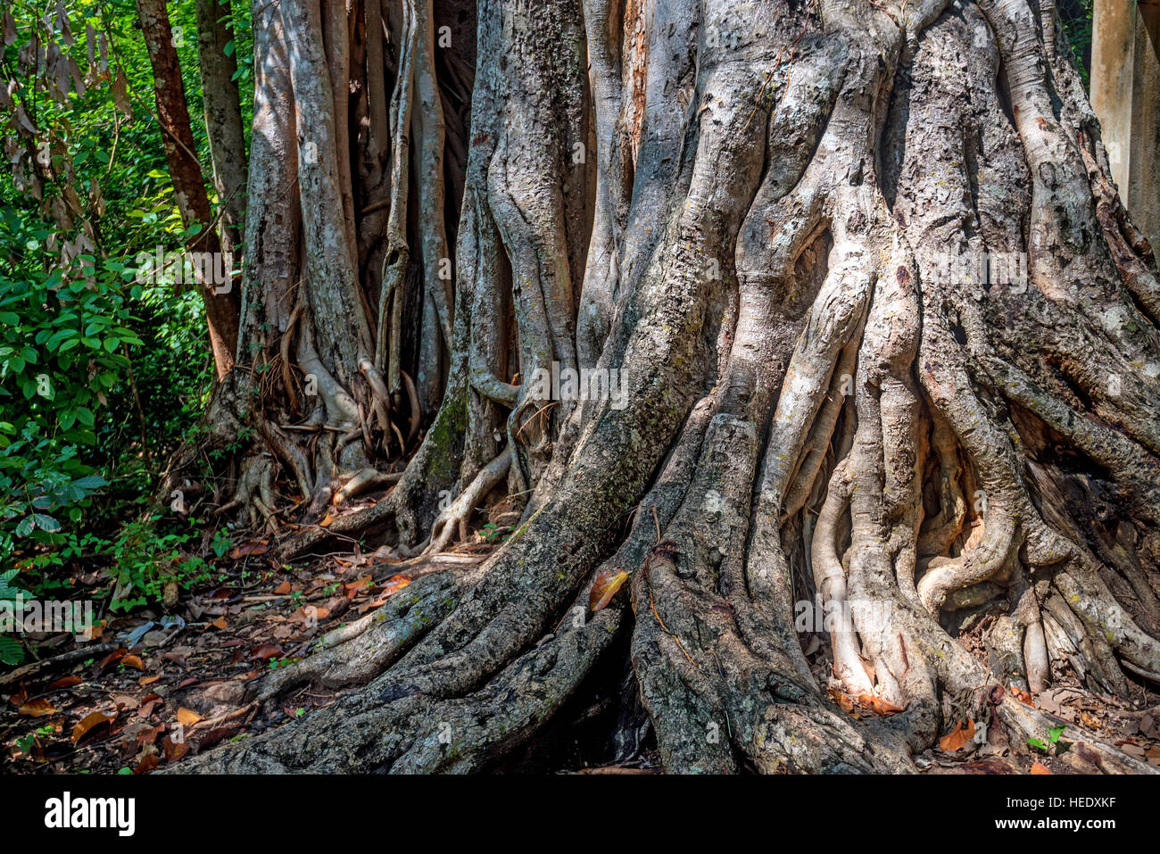 Big roots above the surface Stock Photo - Alamy