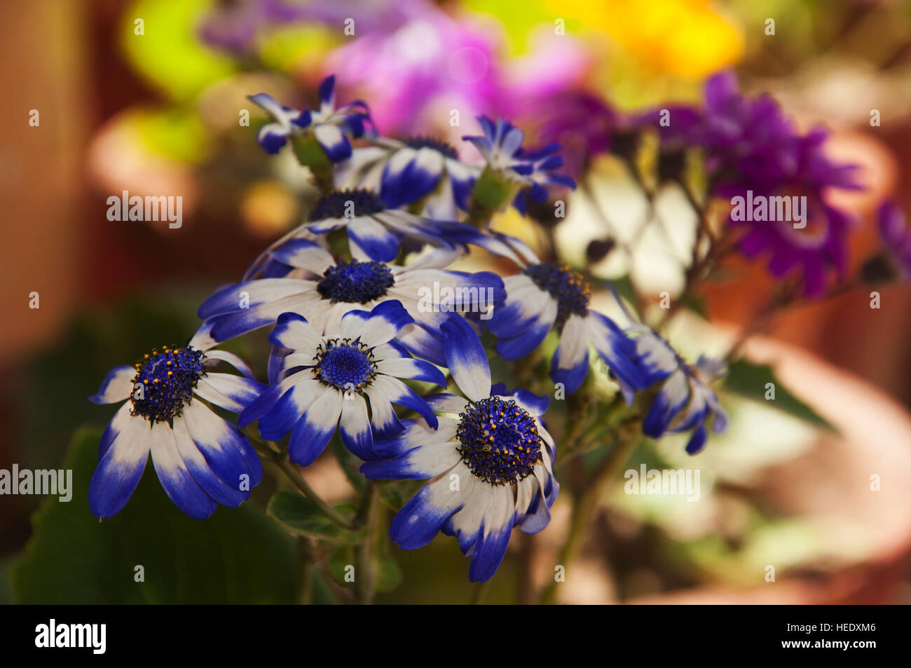 colors of nature Stock Photo - Alamy