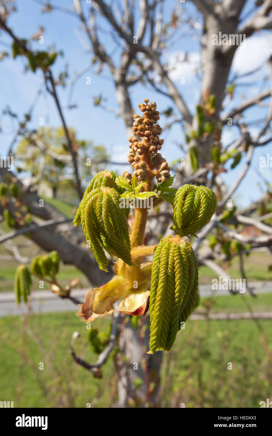 Aesculus hippocastanum flower buds Stock Photo - Alamy