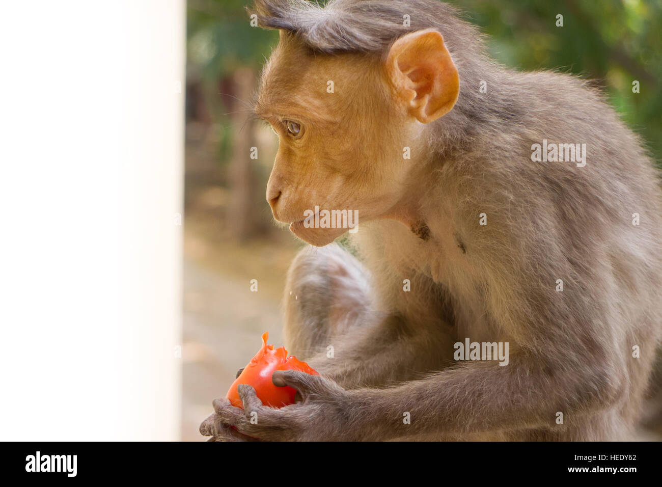 Indian macaques lat. Macaca radiata. wild animal primates in a tropical ...