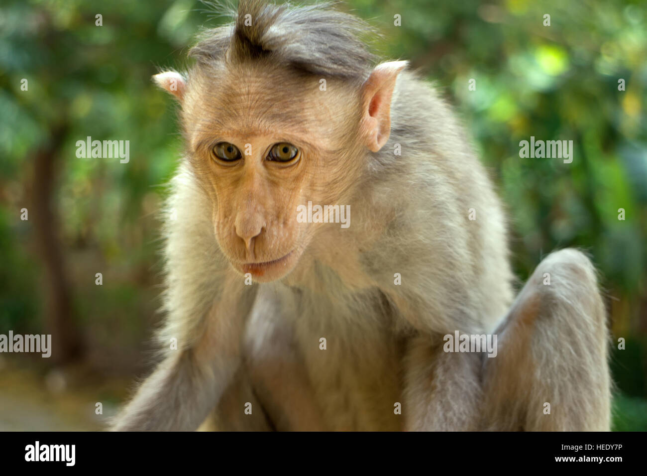 Indian macaques, bonnet macaques, or (lat. Macaca radiata). Habitat ...