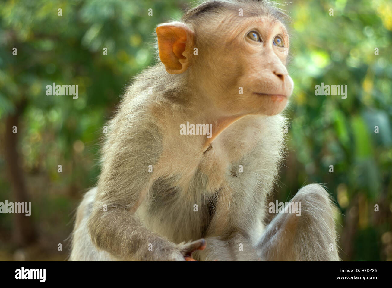 Indian macaques, bonnet macaques, or (lat. Macaca radiata). Habitat ...