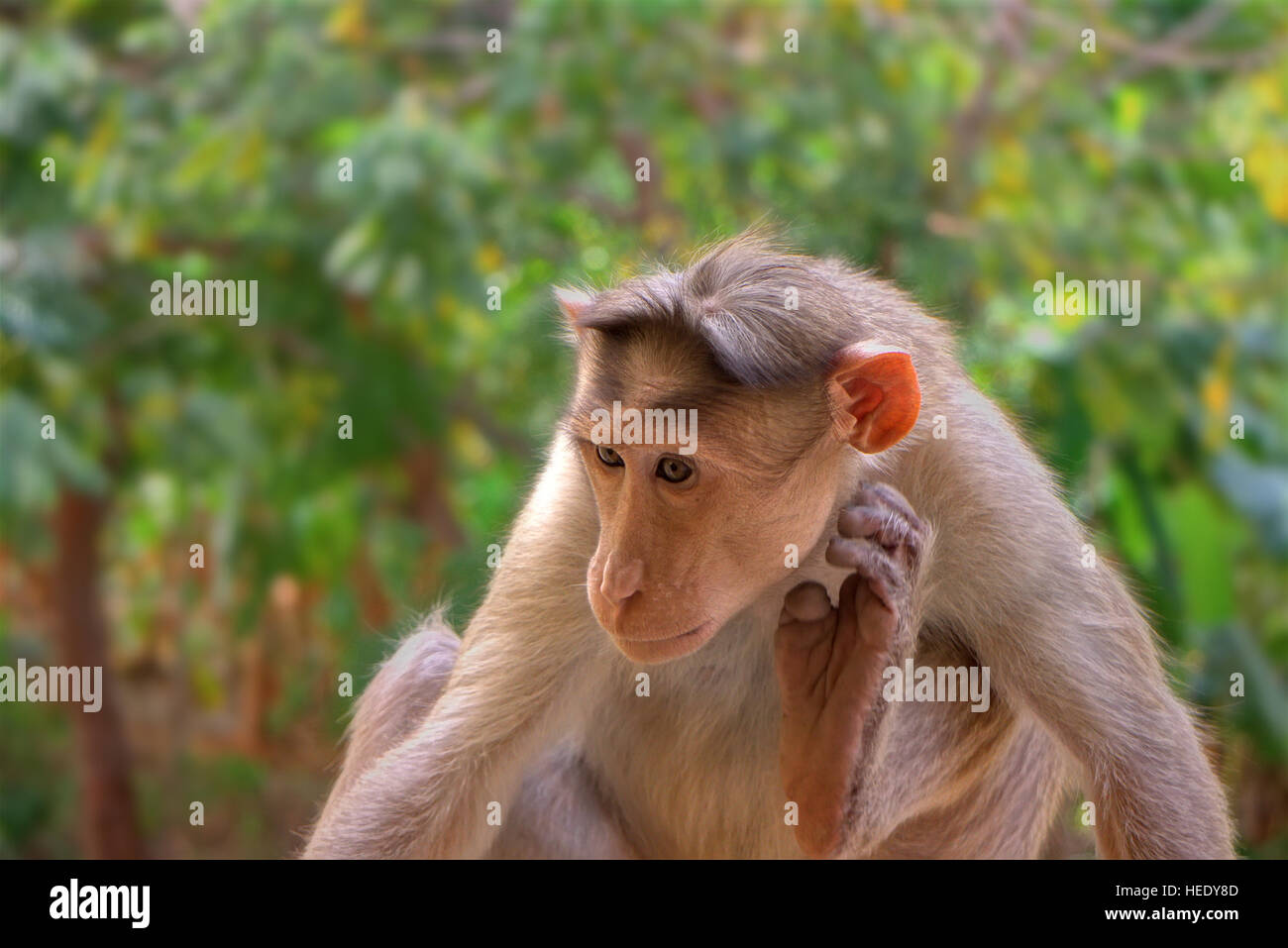 Indian macaques lat. Macaca radiata. wild animal primates in a tropical ...