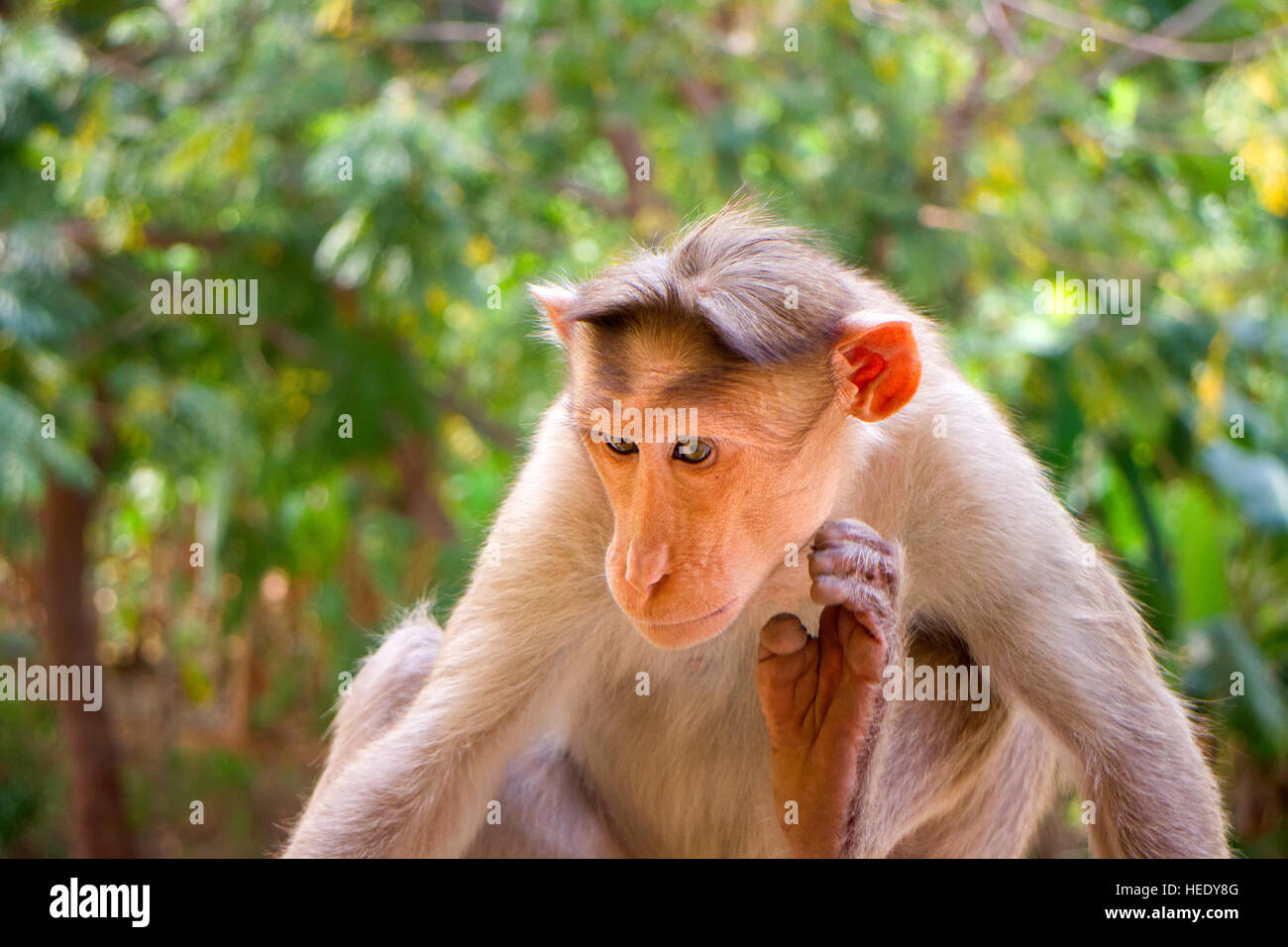 Indian macaques, bonnet macaques, or (lat. Macaca radiata). Habitat ...