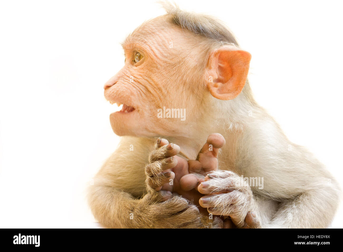 Indian macaques lat. Macaca radiata. wild animal primates on a white ...