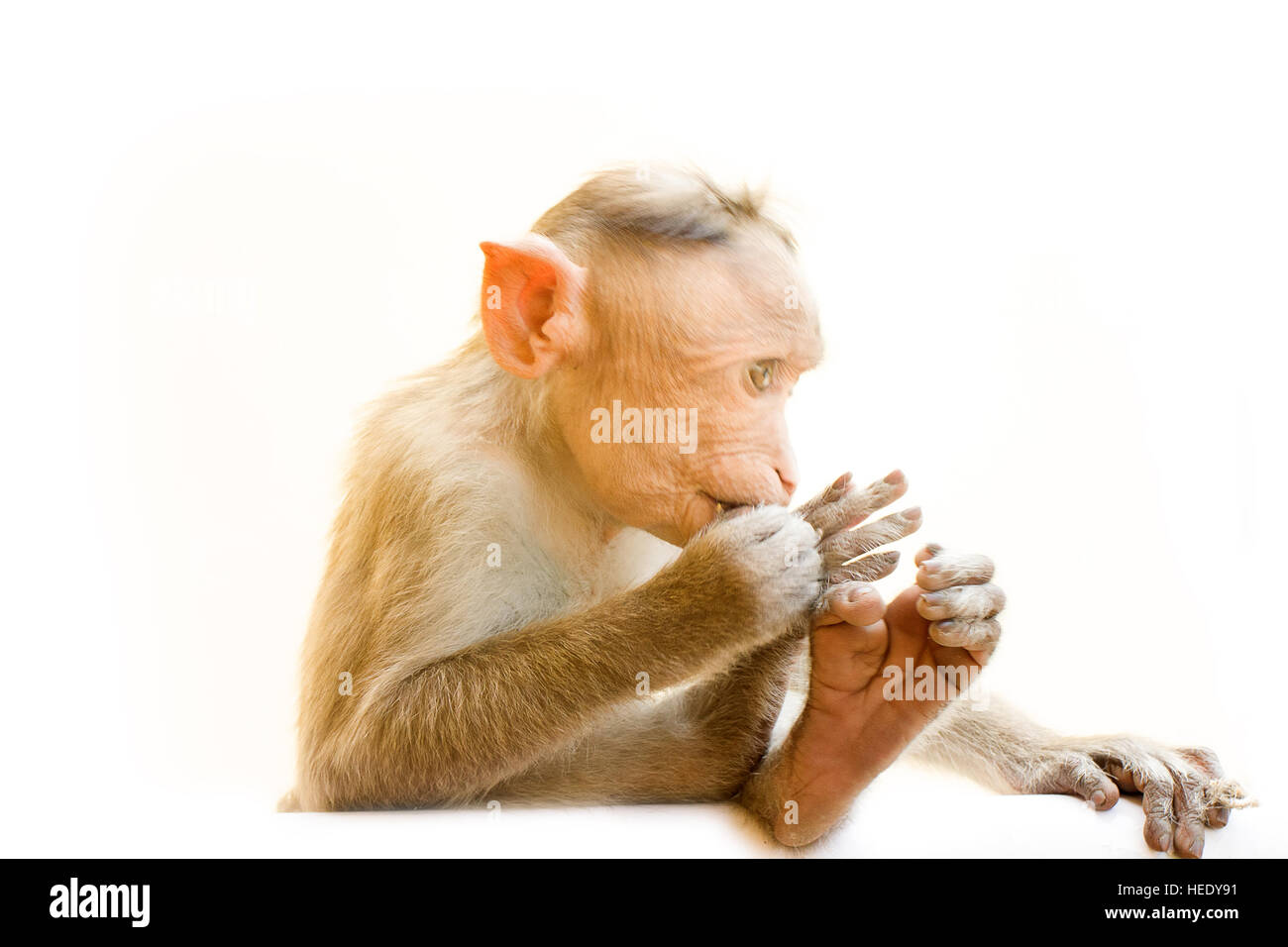 Indian macaques lat. Macaca radiata. wild animal primates on a white ...