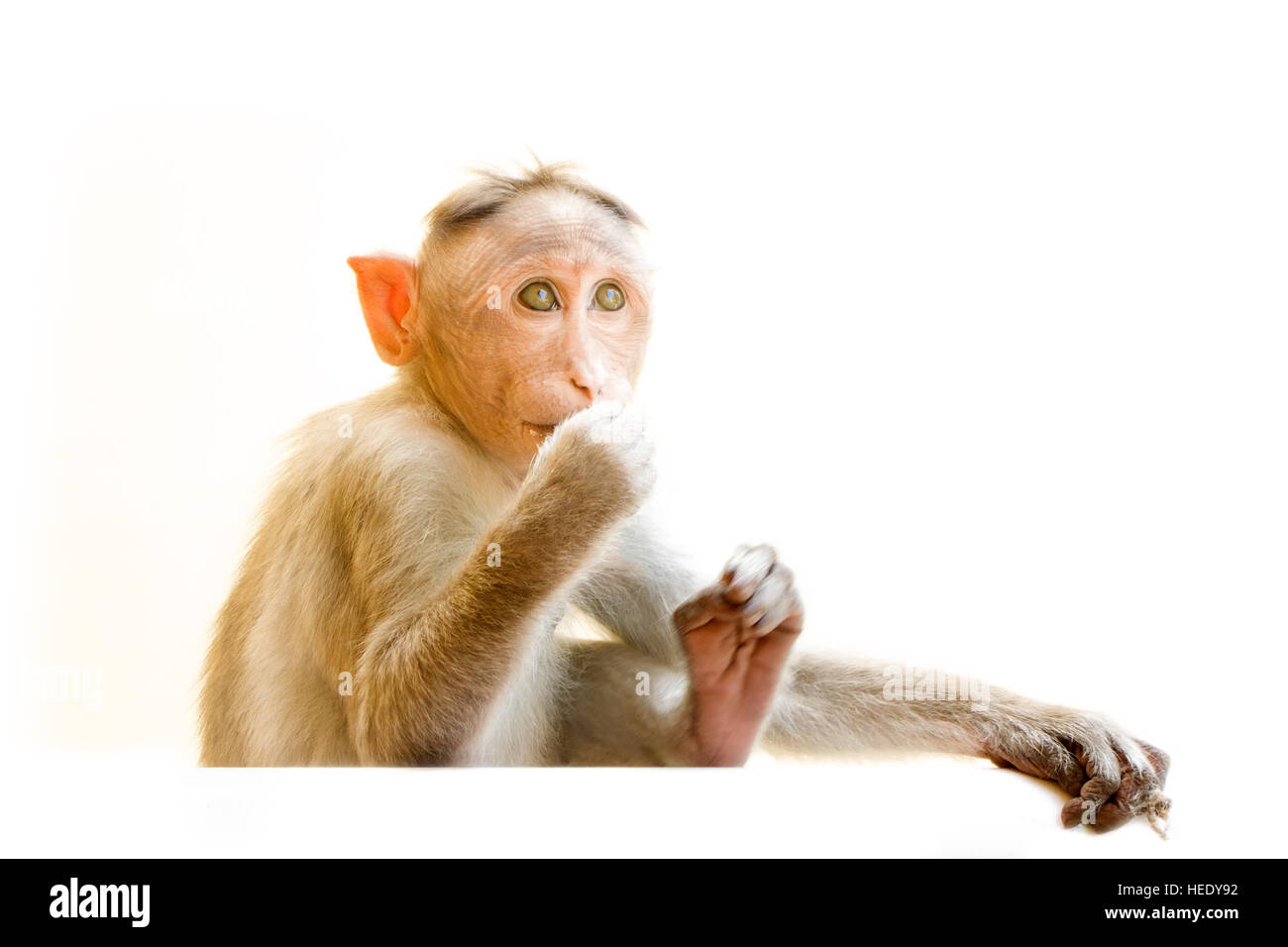 Indian macaques lat. Macaca radiata. wild animal primates on a white ...