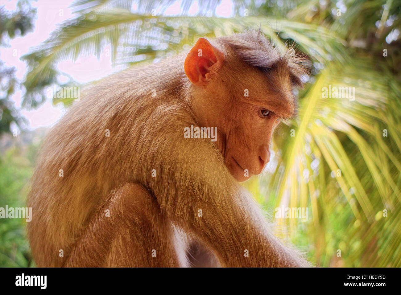Indian macaques lat. Macaca radiata. wild animal primates in a tropical ...