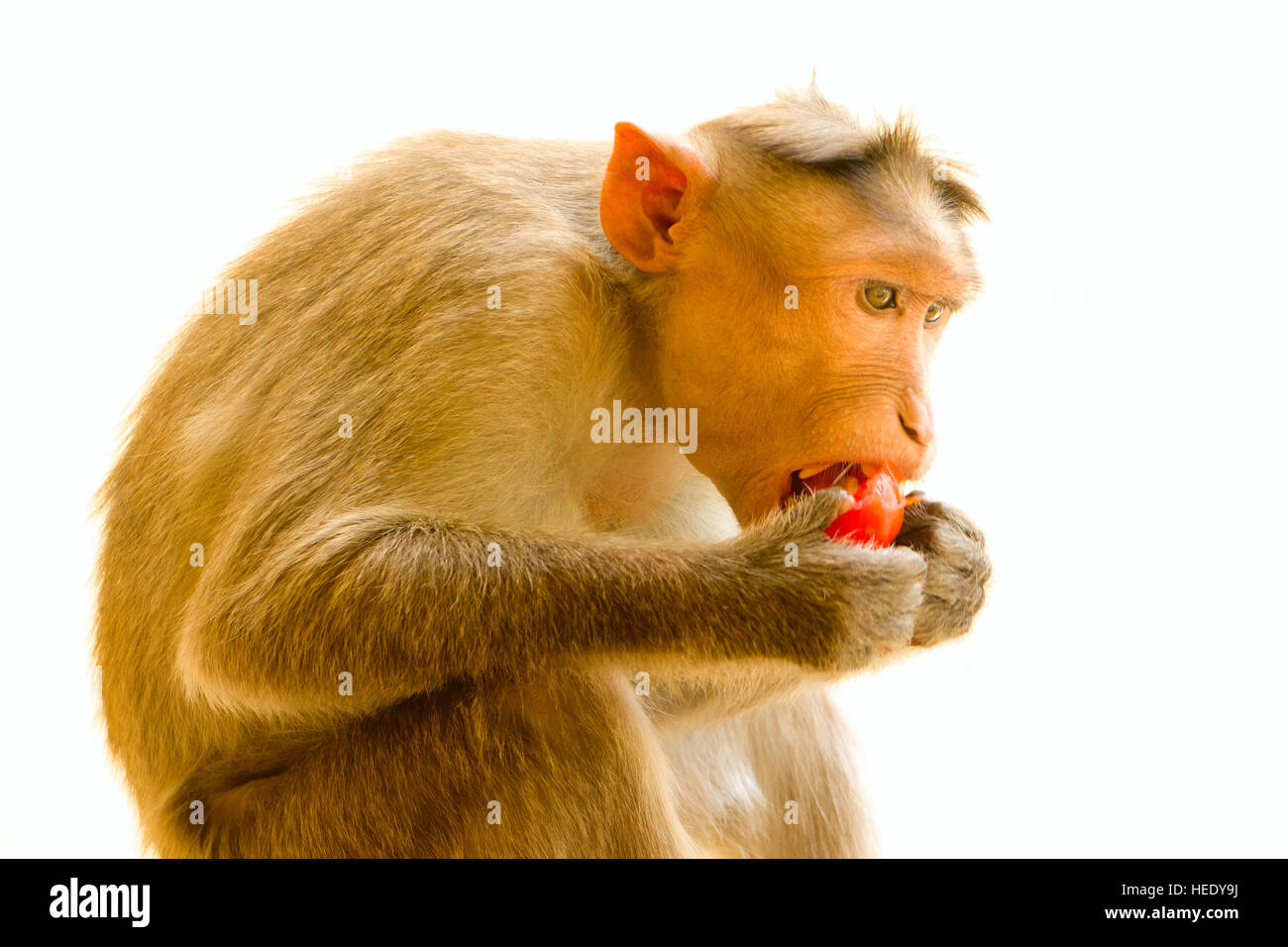 Indian macaques lat. Macaca radiata. wild animal primates on a white ...