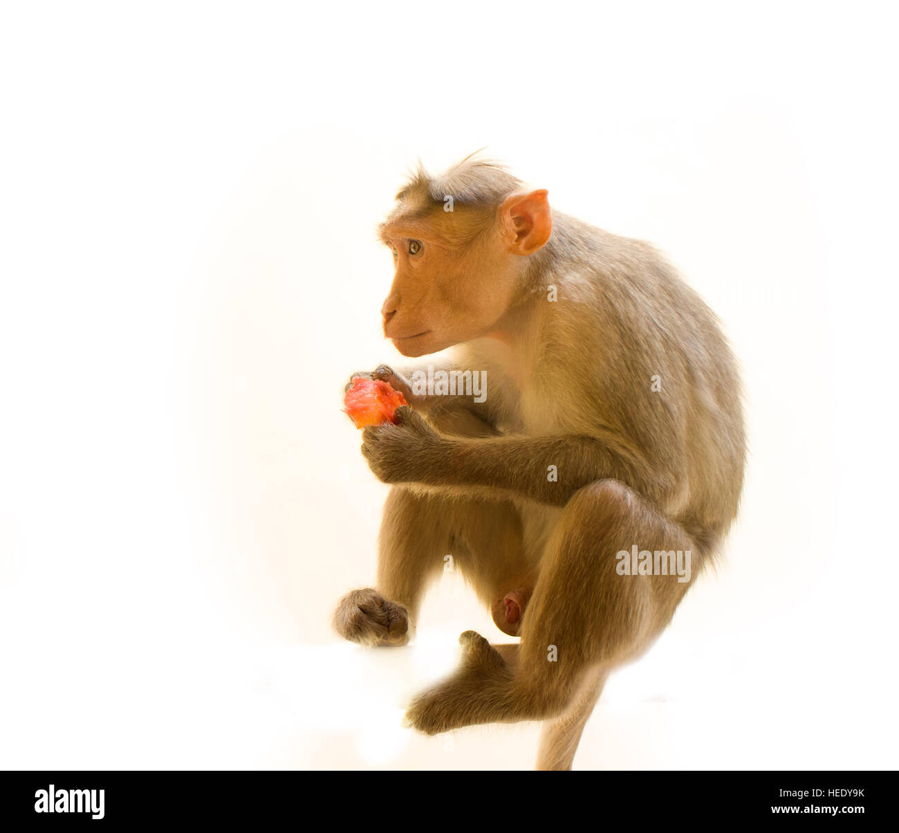 Indian macaques lat. Macaca radiata. wild animal primates on a white ...