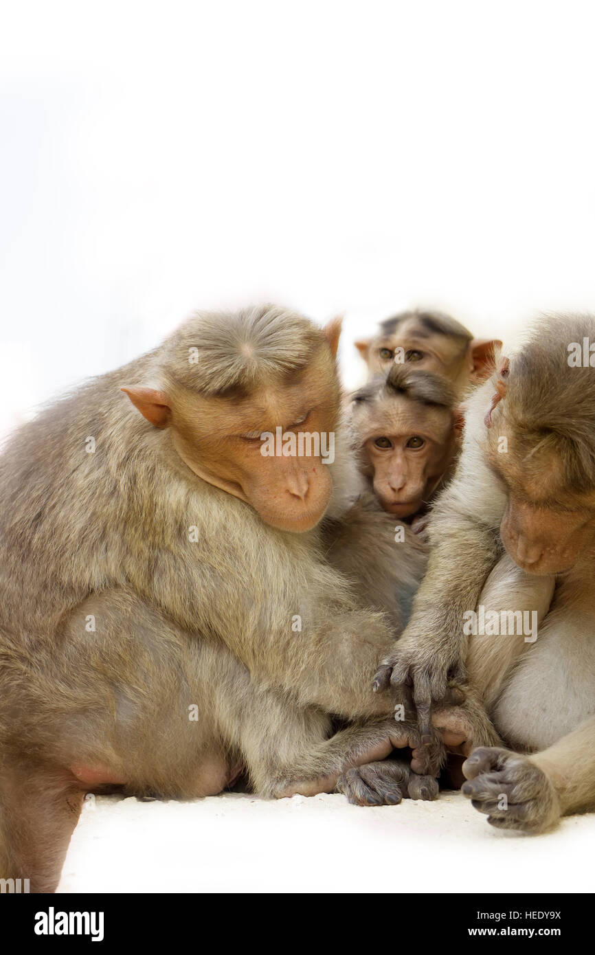 Indian macaques lat. Macaca radiata. wild animal primates on a white ...