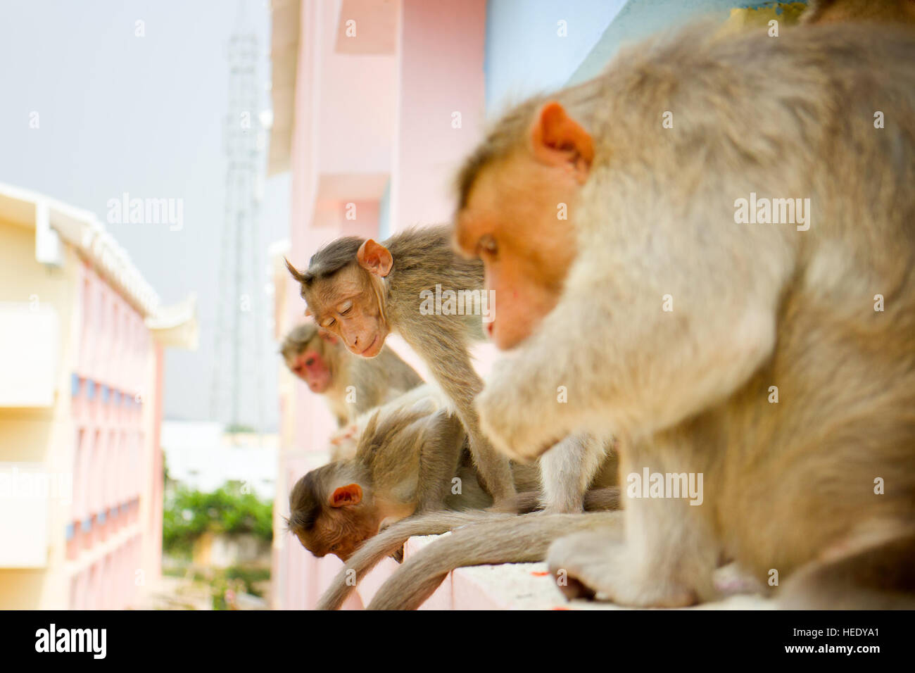 Indian macaques lat. Macaca radiata. wild animal primates family five ...