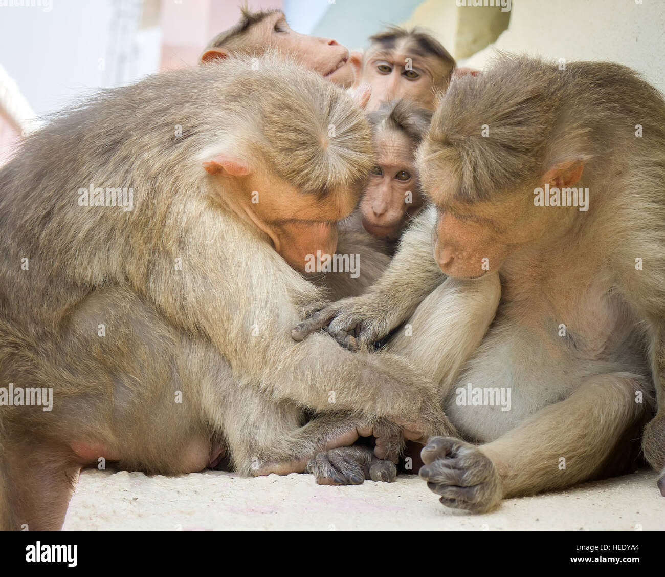 Indian macaques lat. Macaca radiata. wild animal primates on a white ...