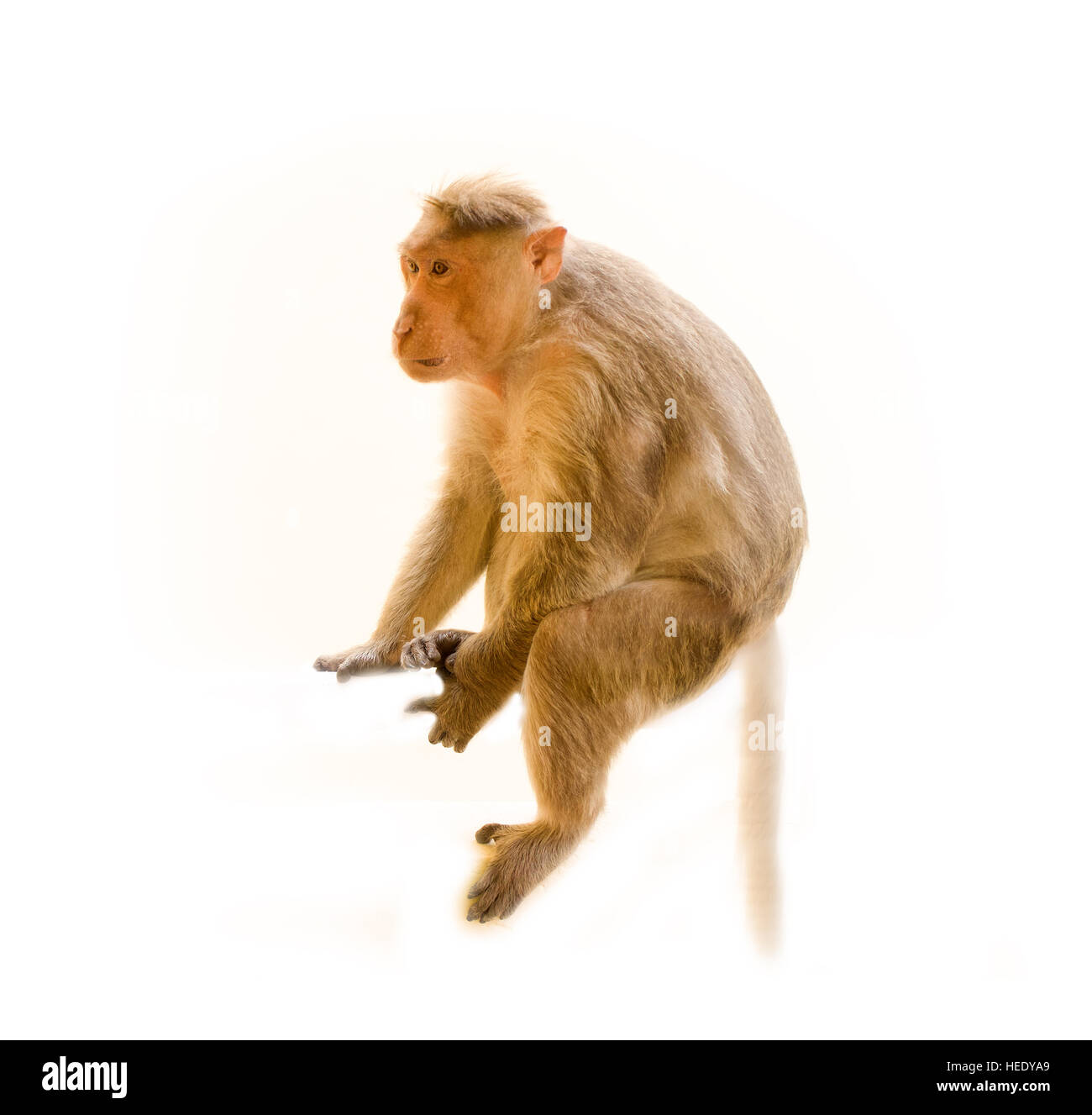 Indian macaques lat. Macaca radiata. wild animal primates on a white ...