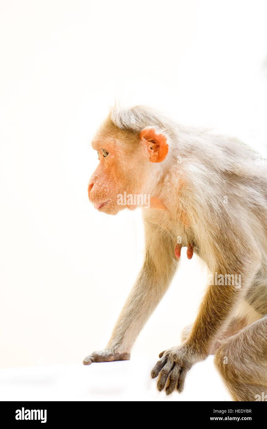 Indian macaques lat. Macaca radiata. wild animal primates on a white ...