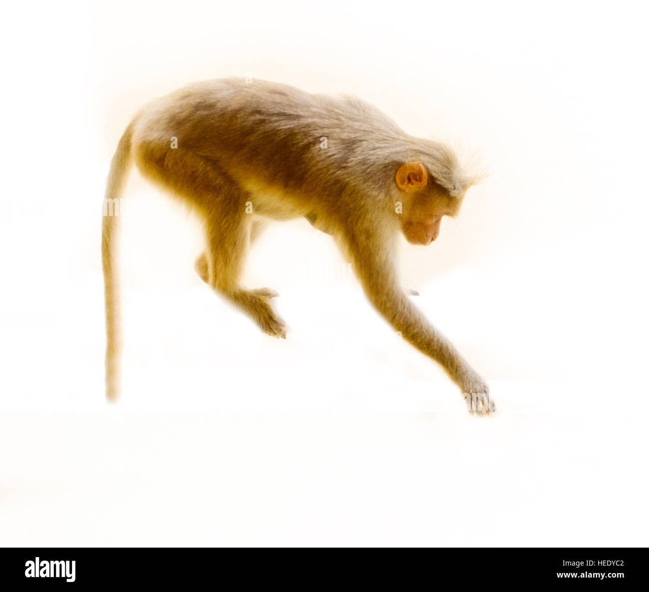Indian macaques lat. Macaca radiata. wild animal primates on a white ...