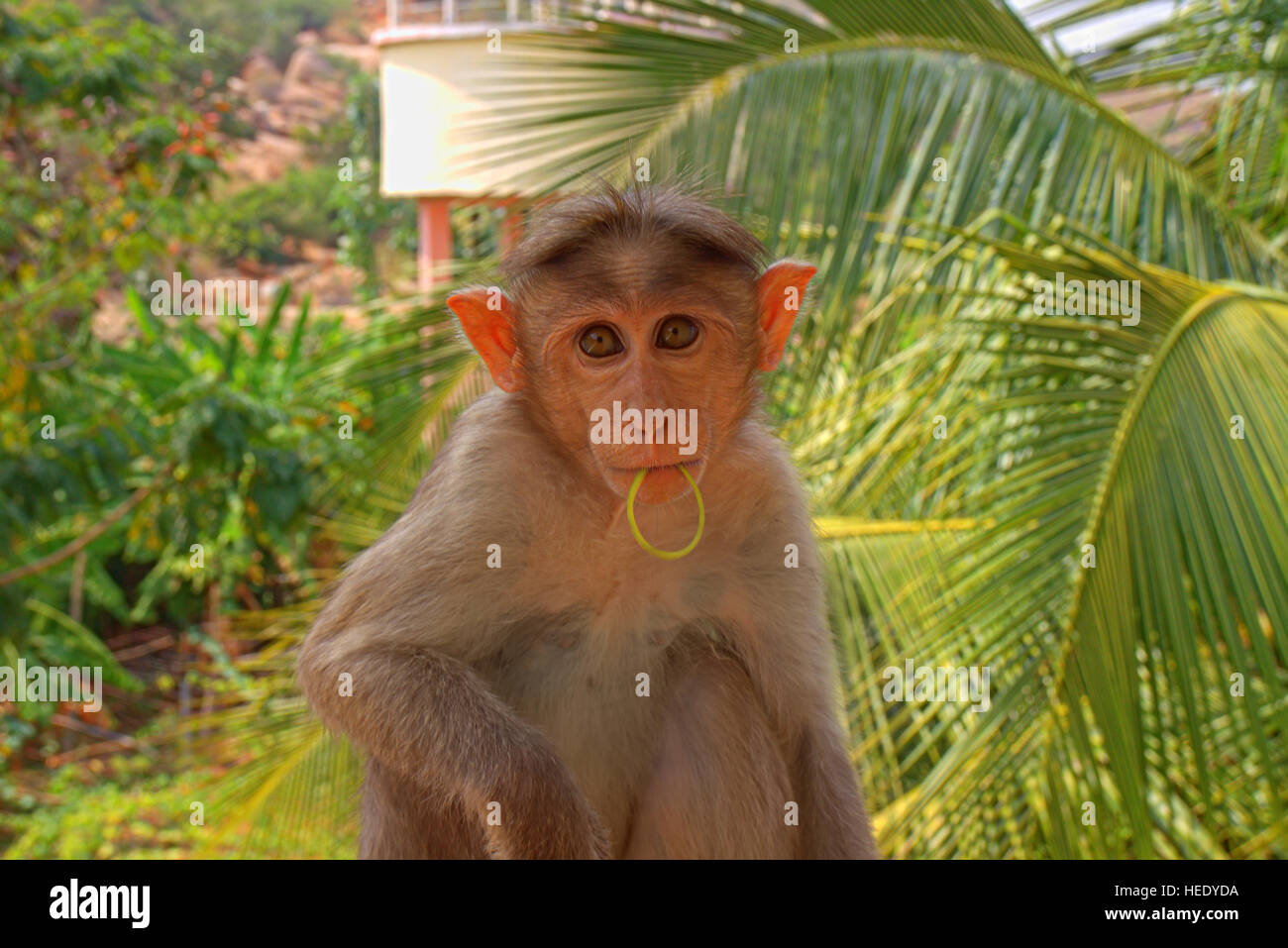 Indian macaques lat. Macaca radiata. wild animal primates in a tropical ...