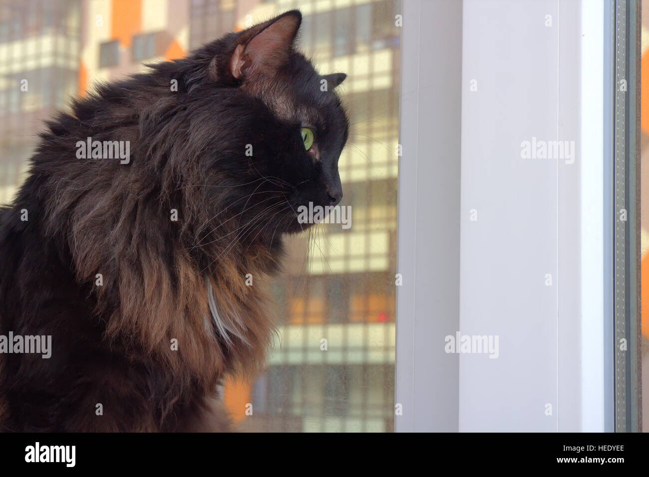 cat in a new house first undeveloped Stock Photo - Alamy