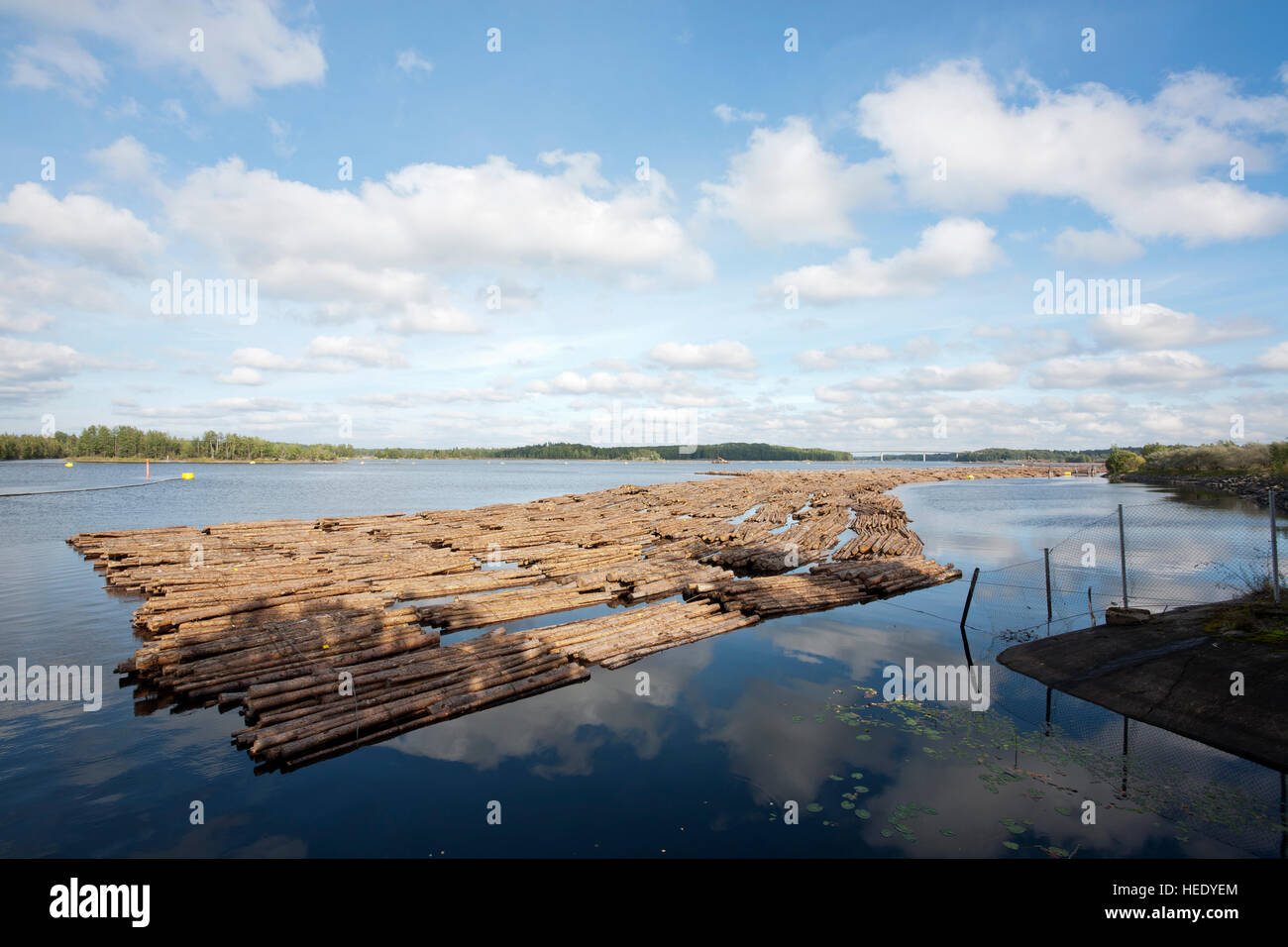 logs floating on lake, Finland Stock Photo - Alamy