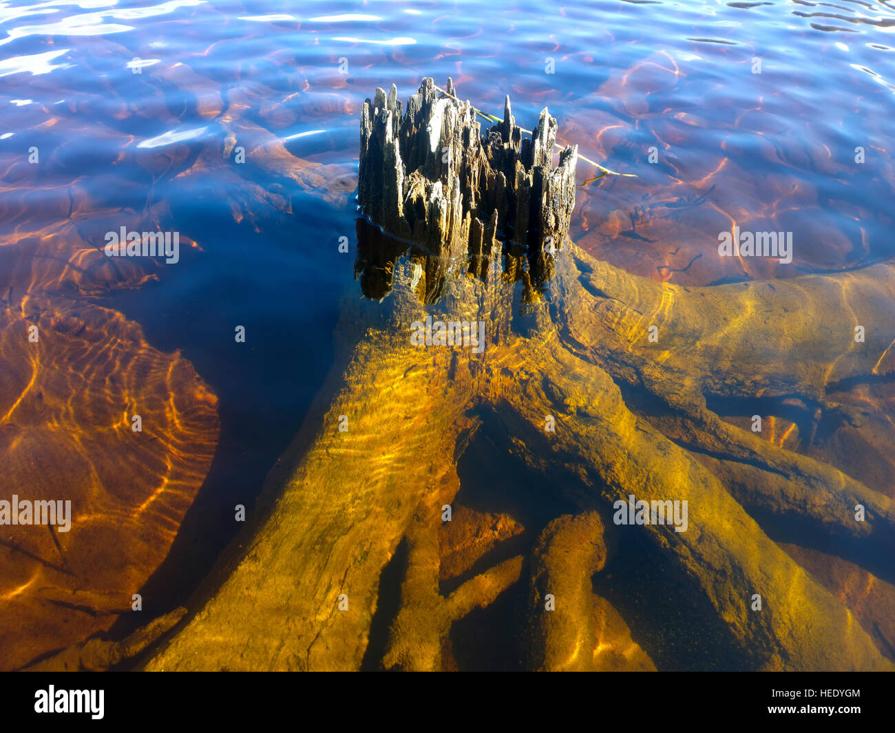 Old stump in water with hands-roots. Play of colors and sun in water ...