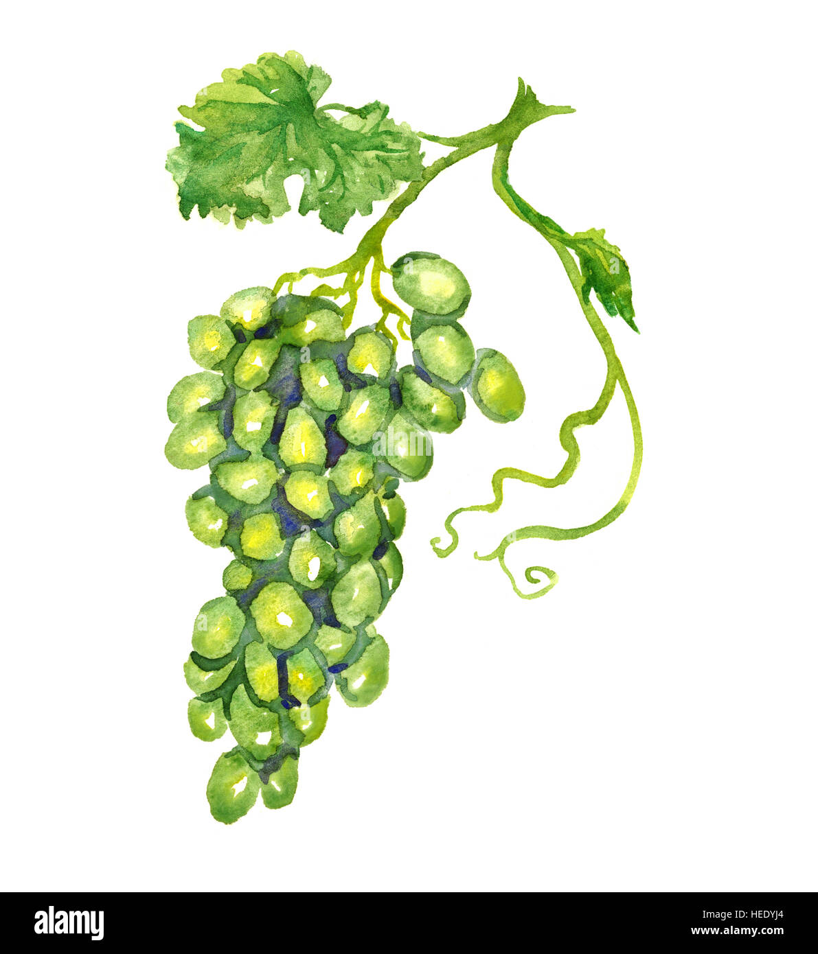Bunch of white grapes with leaf, hand painted watercolor illustration ...