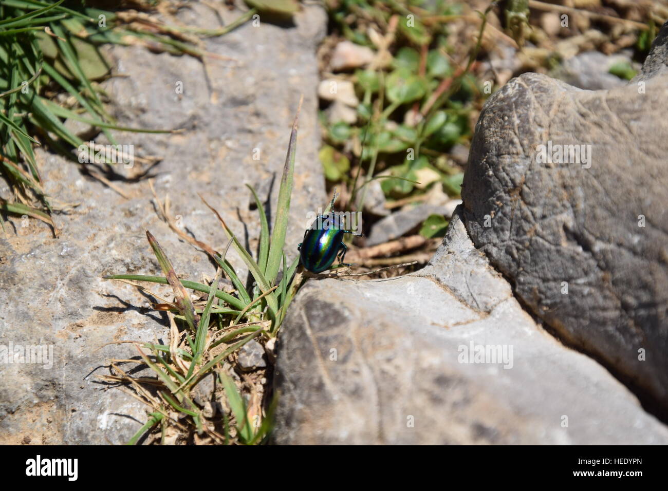 Green beetle close-up Stock Photo - Alamy