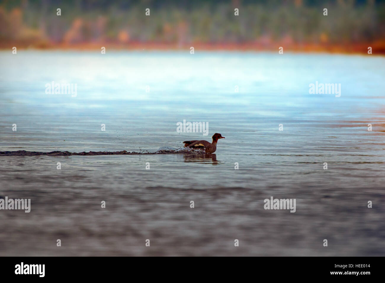 Ducks lose their ability to fly during change feathers (molt), prefer ...