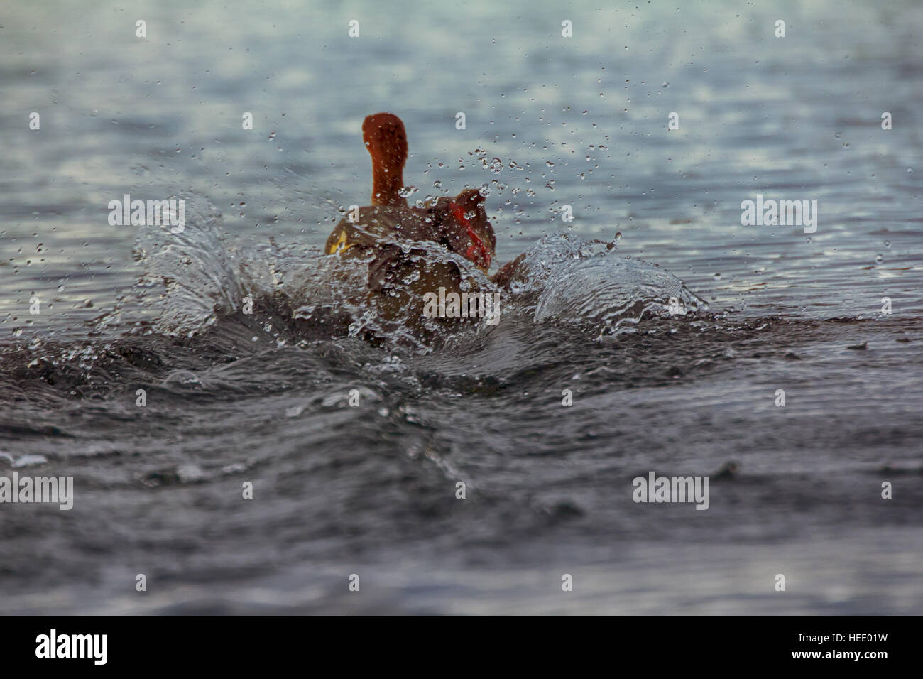 Ducks lose their ability to fly during change feathers (molt), prefer ...