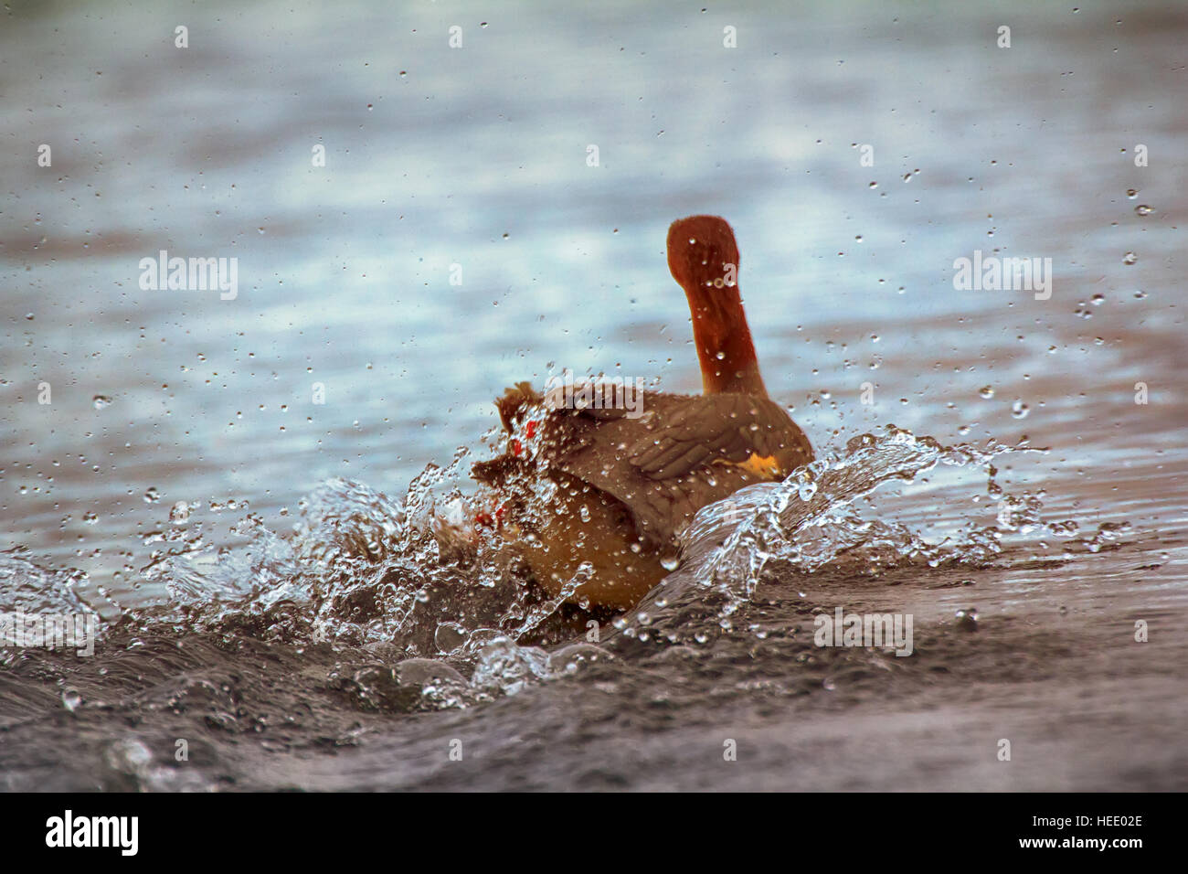 Ducks lose their ability to fly during change feathers (molt), prefer ...