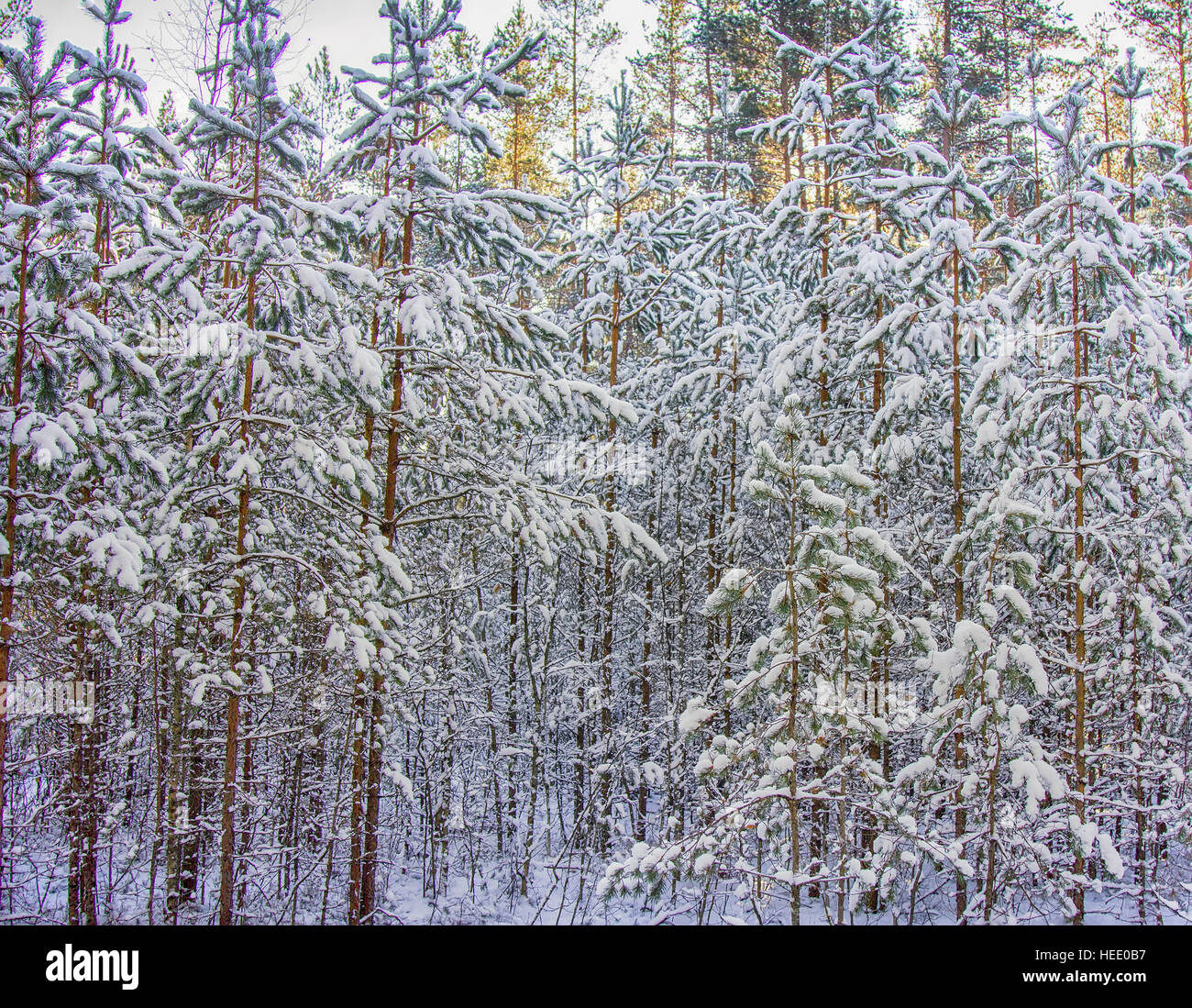 bright winter Sunny forest with snow and fir trees. early snow in ...
