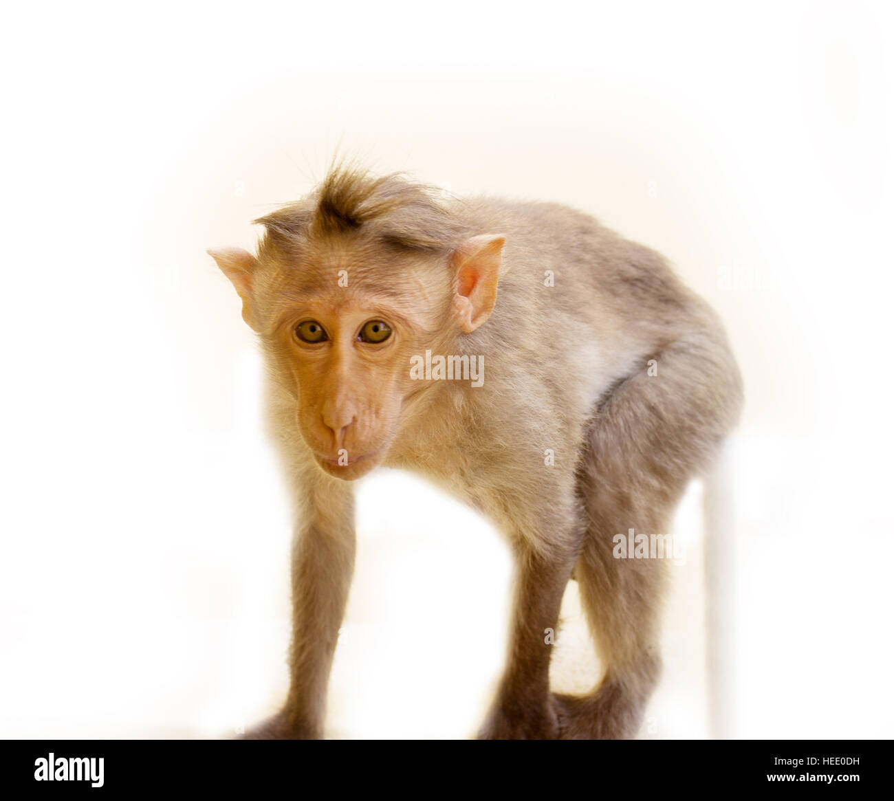Indian monkey species Cut Out Stock Images & Pictures - Alamy