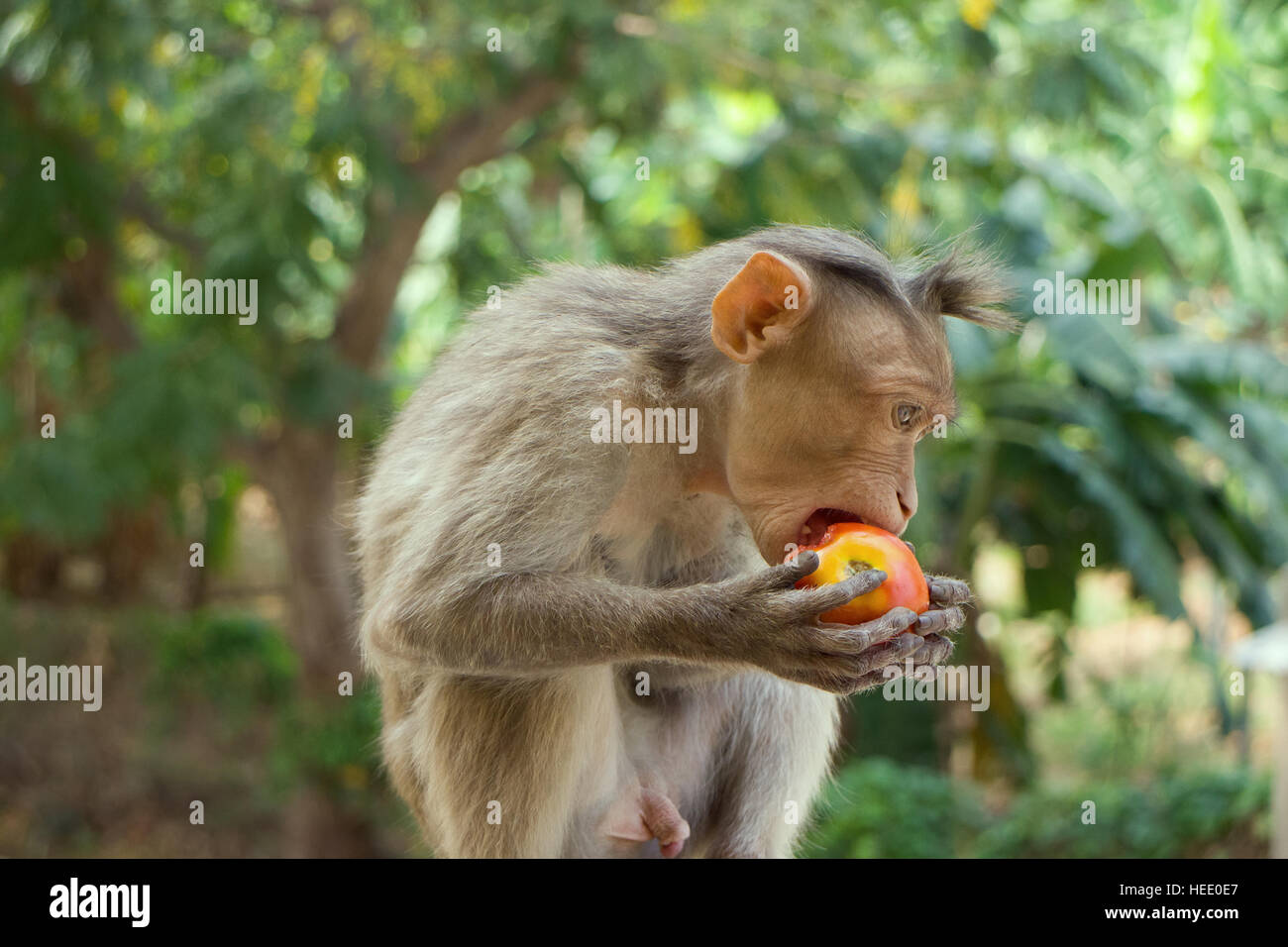 Indian macaques, bonnet macaques, or (lat. Macaca radiata). Habitat ...