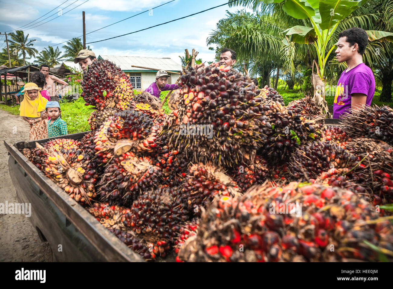 People loading freshly harvested oil palm fruits onto a pick-up truck ...