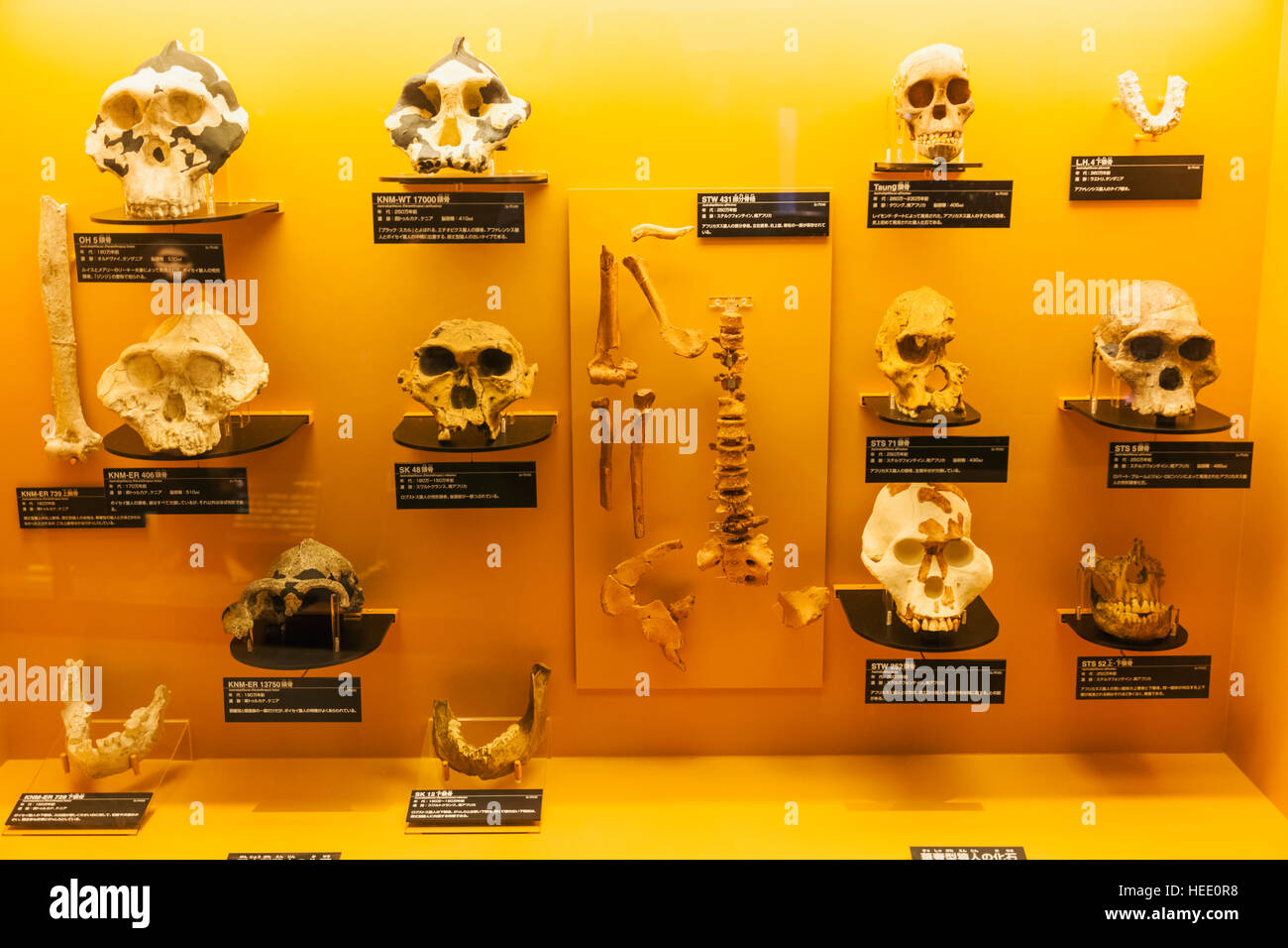 Human skulls evolution hi-res stock photography and images - Alamy